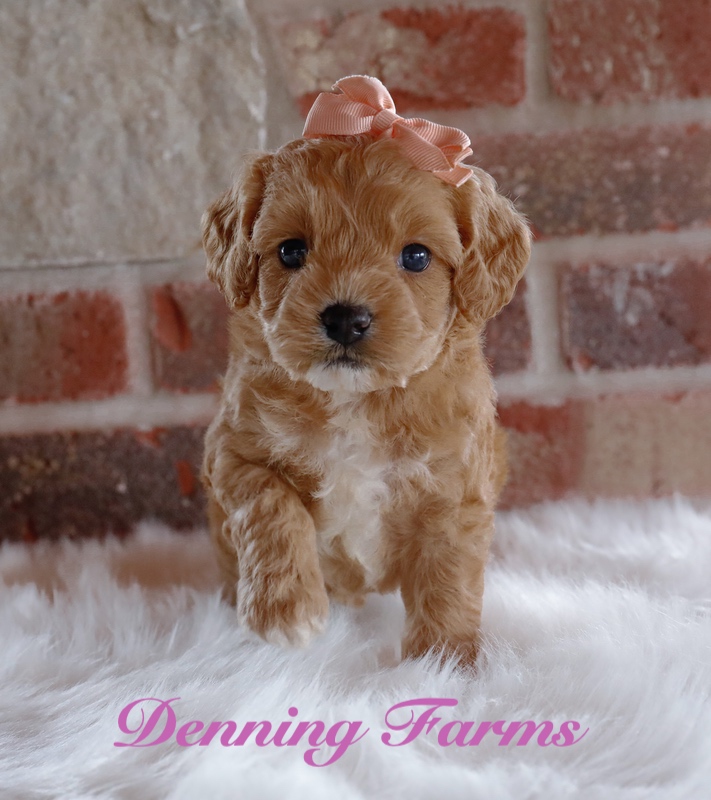 Cockapoo Puppies for Sale | Denning Farms Cockapoo Breeder | Houghton IA