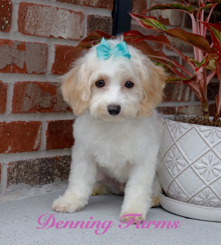 Cockapoo Puppies for Sale | Denning Farms Cockapoo Breeder | Houghton IA