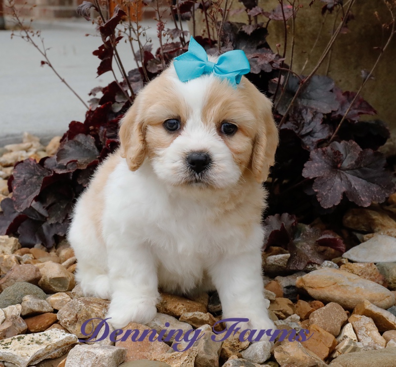Cavachon Puppies for Sale | Cavachon Breeder | Denning Farms Houghton IA