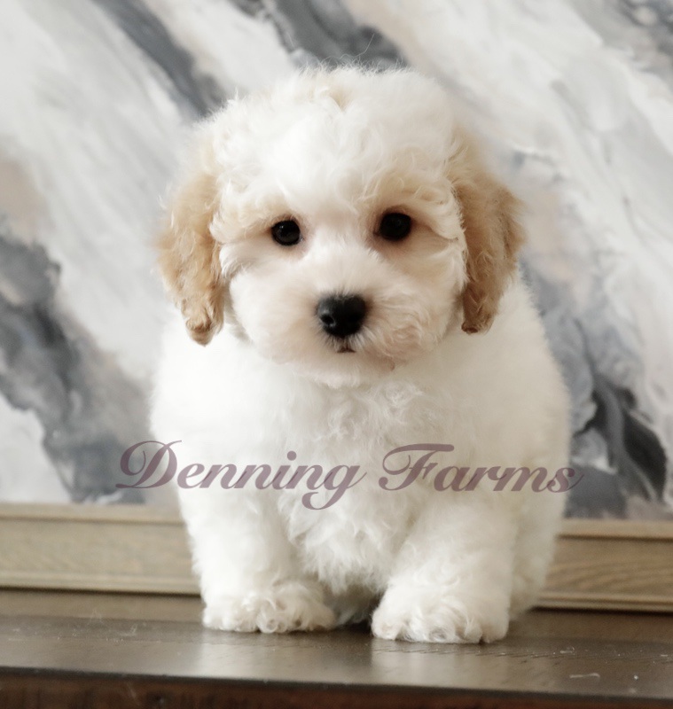 Cockapoo Puppies for Sale | Denning Farms Cockapoo Breeder | Houghton IA
