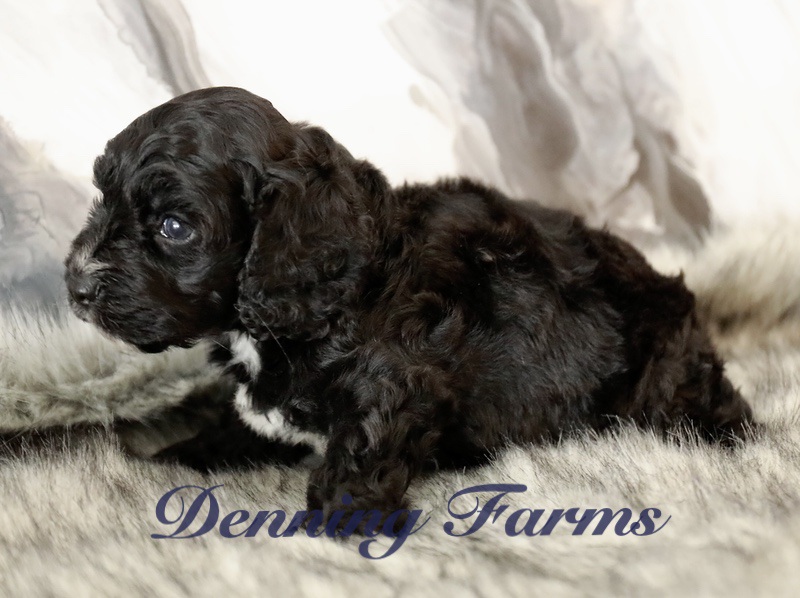 Cockapoo Puppies for Sale | Denning Farms Cockapoo Breeder | Houghton IA