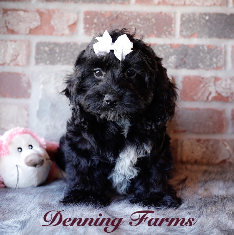 Cockapoo Puppies for Sale | Denning Farms Cockapoo Breeder | Houghton IA