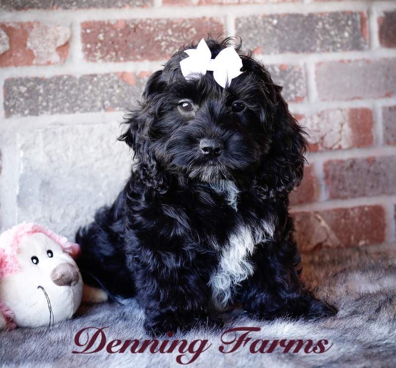 Cockapoo Puppies for Sale | Denning Farms Cockapoo Breeder | Houghton IA