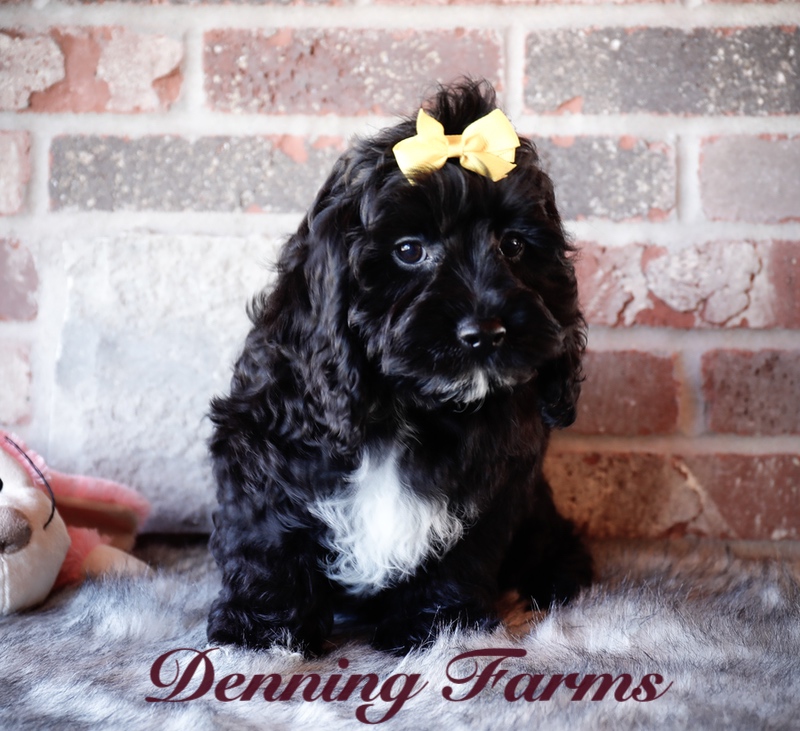 Cockapoo Puppies for Sale | Denning Farms Cockapoo Breeder | Houghton IA