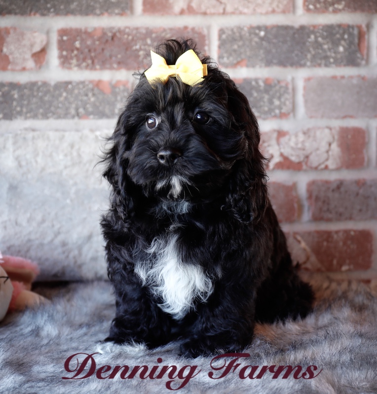 Cockapoo Puppies for Sale | Denning Farms Cockapoo Breeder | Houghton IA