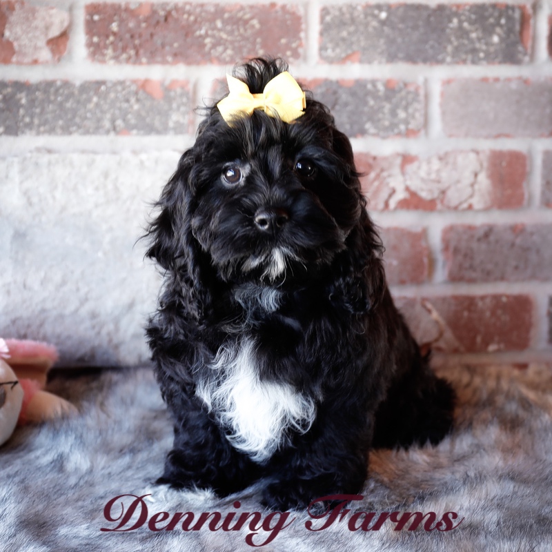 Cockapoo Puppies for Sale | Denning Farms Cockapoo Breeder | Houghton IA
