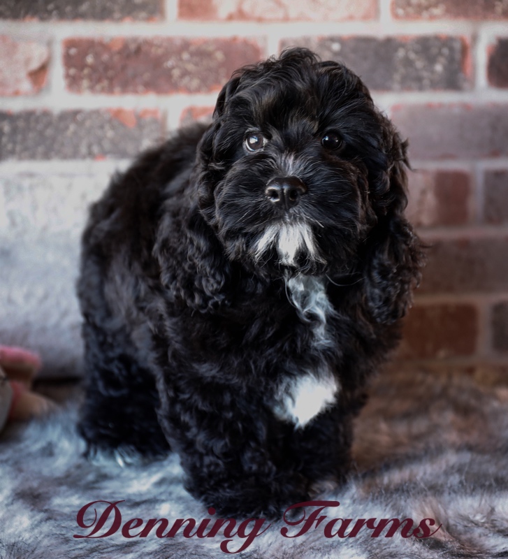 Cockapoo Puppies for Sale | Denning Farms Cockapoo Breeder | Houghton IA