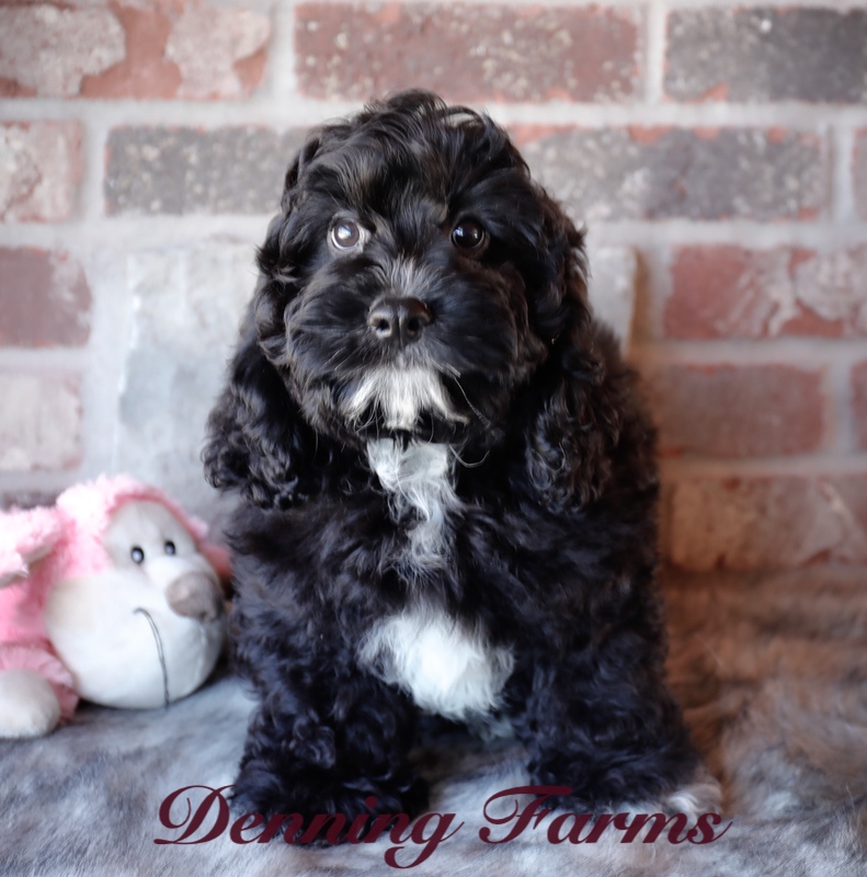 Cockapoo Puppies for Sale | Denning Farms Cockapoo Breeder | Houghton IA