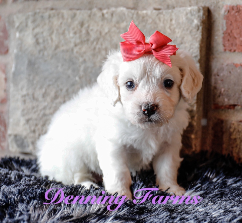 Cockapoo Puppies for Sale | Denning Farms Cockapoo Breeder | Houghton IA