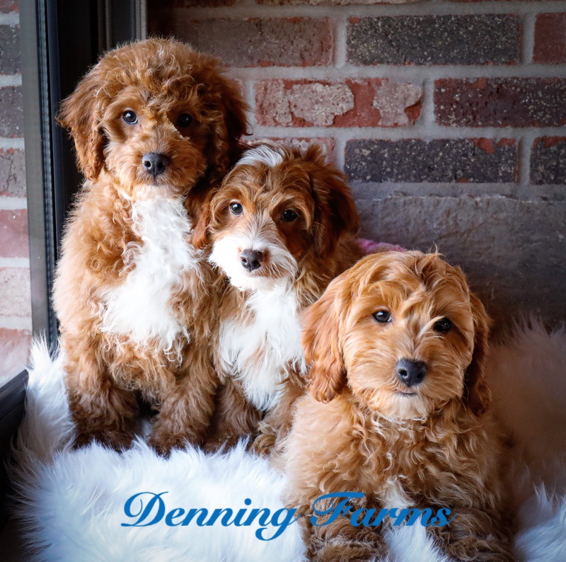Cockapoo Puppies for Sale | Denning Farms Cockapoo Breeder | Houghton IA