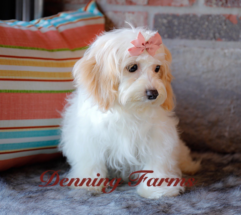 Cockapoo Puppies for Sale | Denning Farms Cockapoo Breeder | Houghton IA