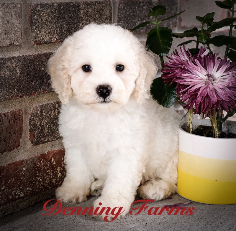 Cockapoo Puppies for Sale | Denning Farms Cockapoo Breeder | Houghton IA