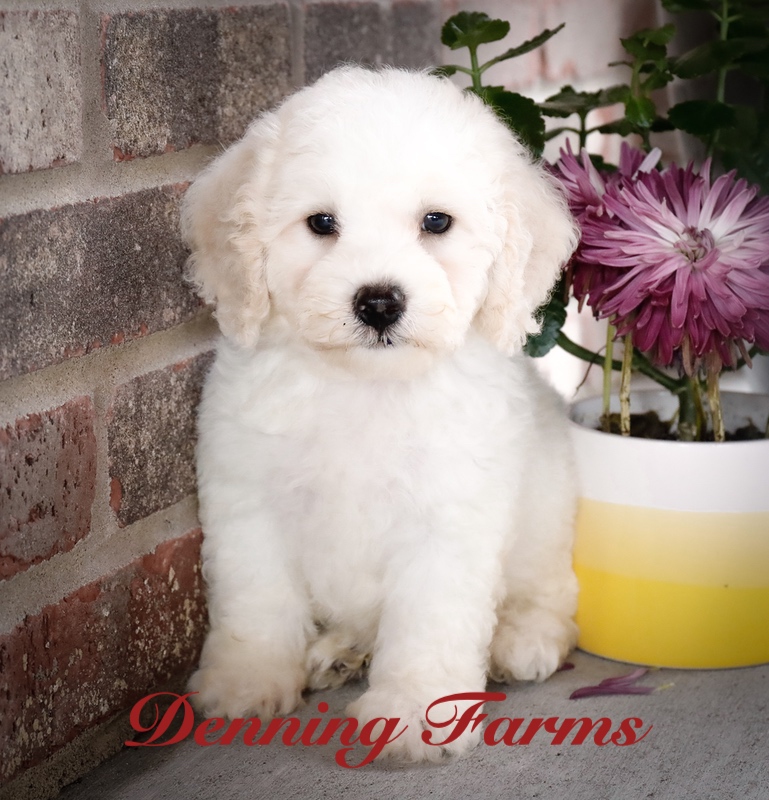 Cockapoo Puppies for Sale | Denning Farms Cockapoo Breeder | Houghton IA