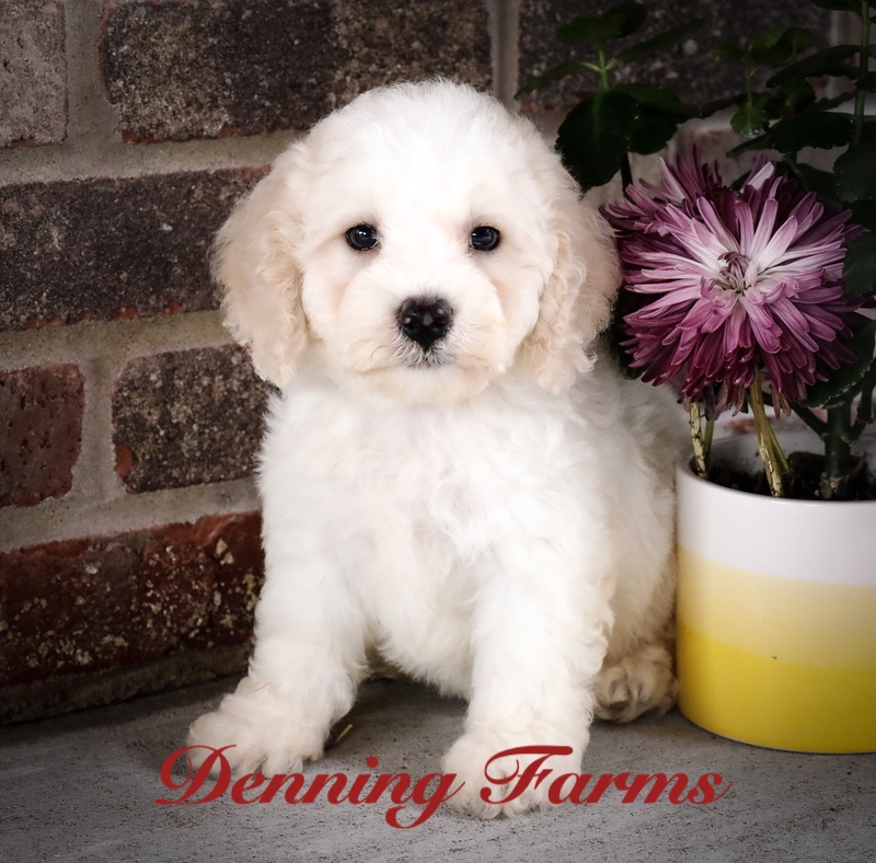Cockapoo Puppies for Sale | Denning Farms Cockapoo Breeder | Houghton IA
