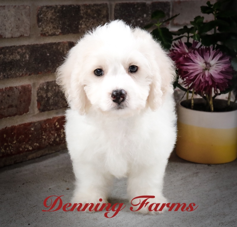 Cockapoo Puppies for Sale | Denning Farms Cockapoo Breeder | Houghton IA