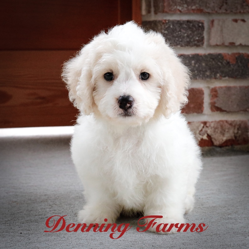 Cockapoo Puppies for Sale | Denning Farms Cockapoo Breeder | Houghton IA