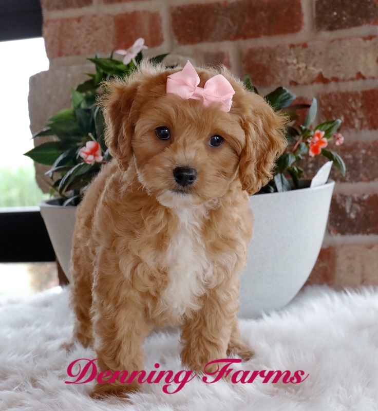 Cockapoo Puppies for Sale | Denning Farms Cockapoo Breeder | Houghton IA