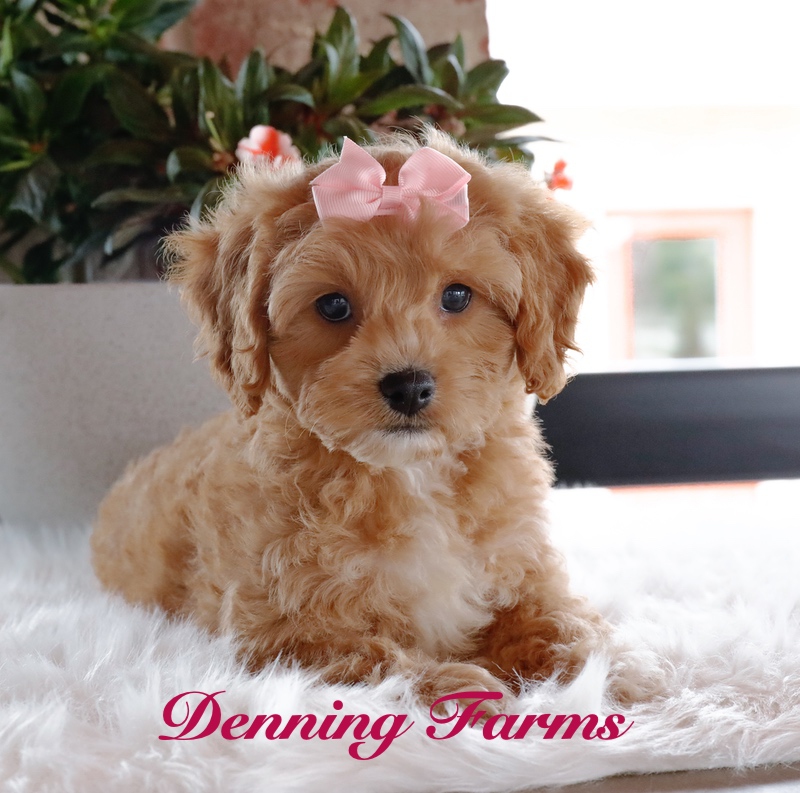 Cockapoo Puppies for Sale | Denning Farms Cockapoo Breeder | Houghton IA