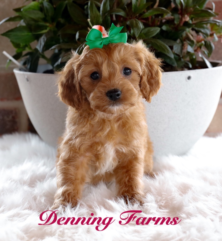 Cockapoo Puppies for Sale | Denning Farms Cockapoo Breeder | Houghton IA