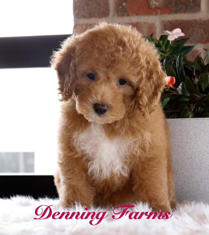 Cockapoo Puppies for Sale | Denning Farms Cockapoo Breeder | Houghton IA