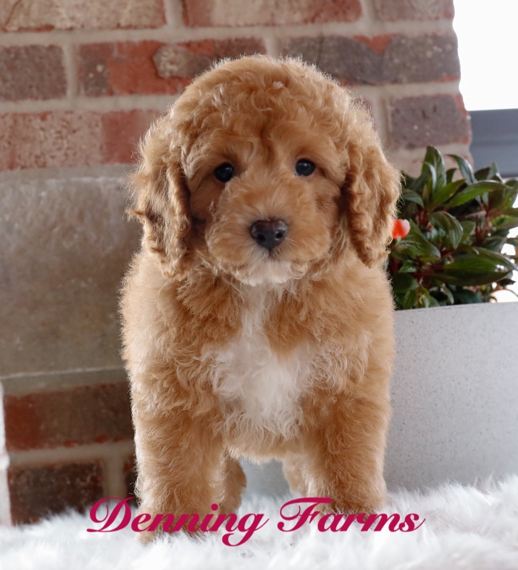 Cockapoo Puppies for Sale | Denning Farms Cockapoo Breeder | Houghton IA
