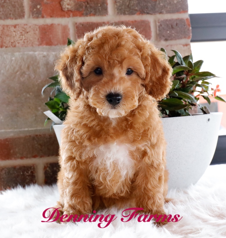 Cockapoo Puppies for Sale | Denning Farms Cockapoo Breeder | Houghton IA