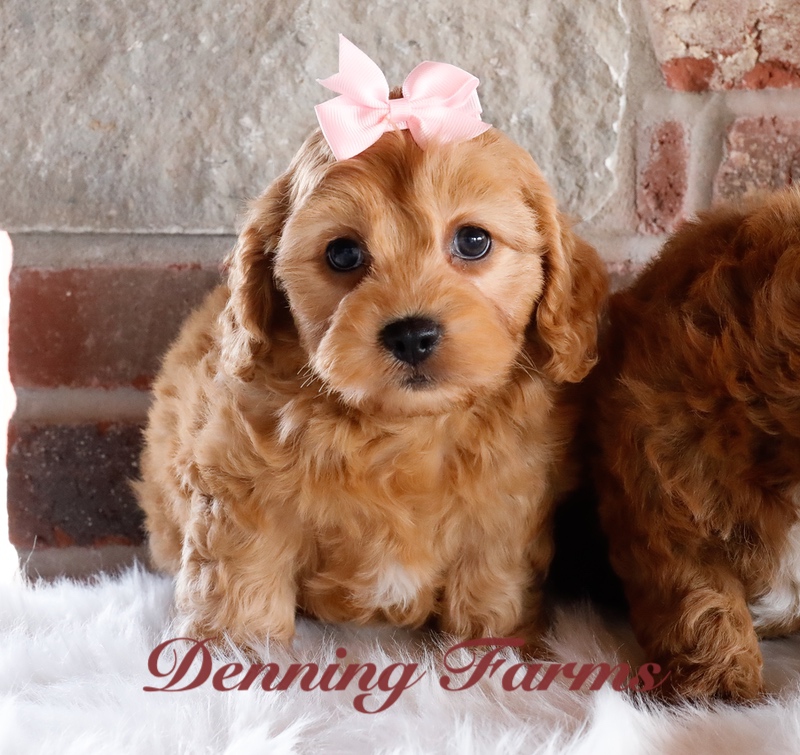 Cavachon Puppies for Sale | Cavachon Breeder | Denning Farms Houghton IA
