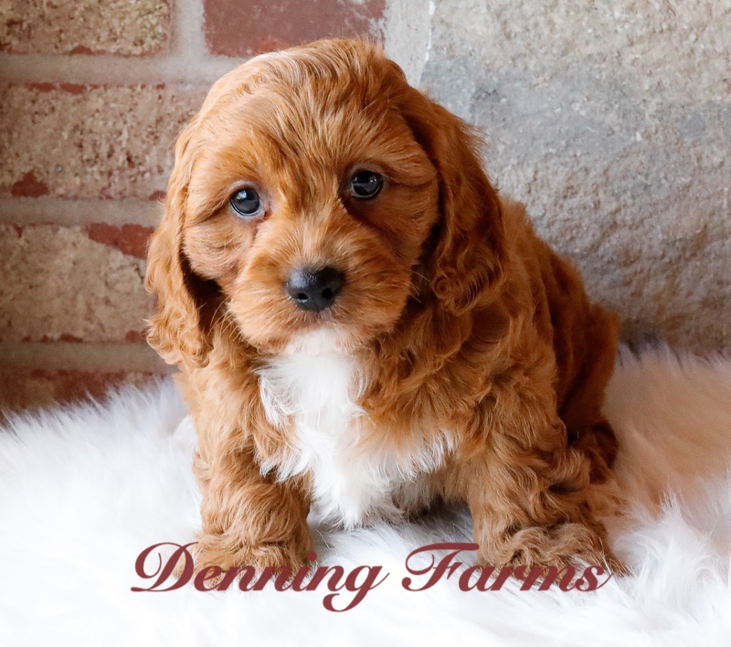 Cavachon Puppies for Sale | Cavachon Breeder | Denning Farms Houghton IA
