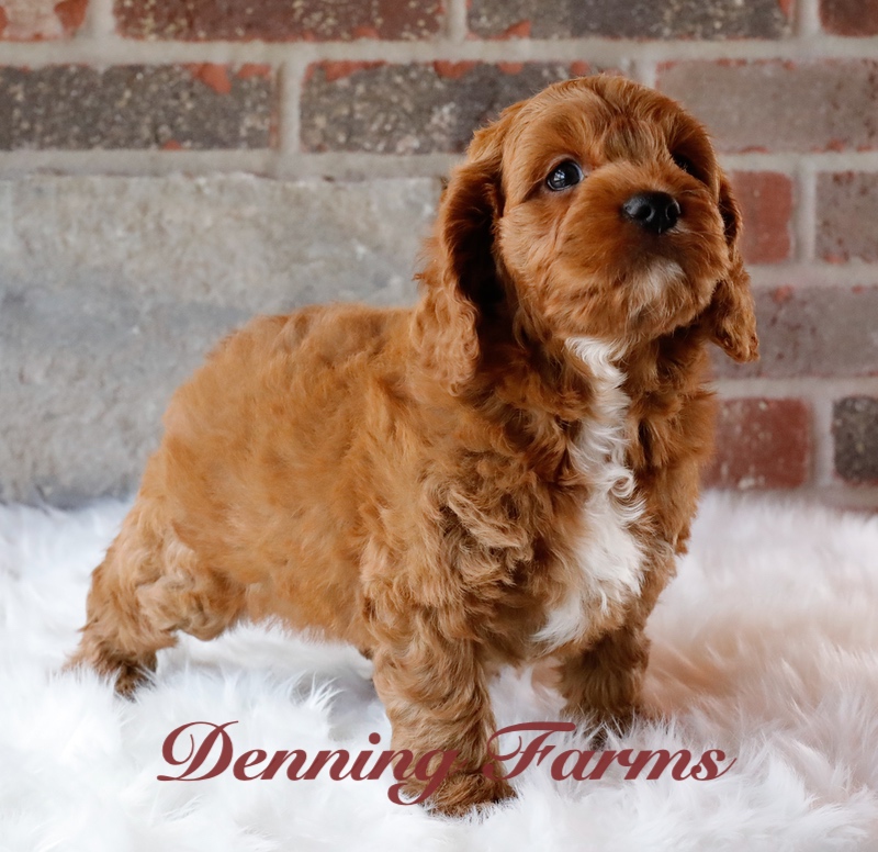 Cavachon Puppies for Sale | Cavachon Breeder | Denning Farms Houghton IA