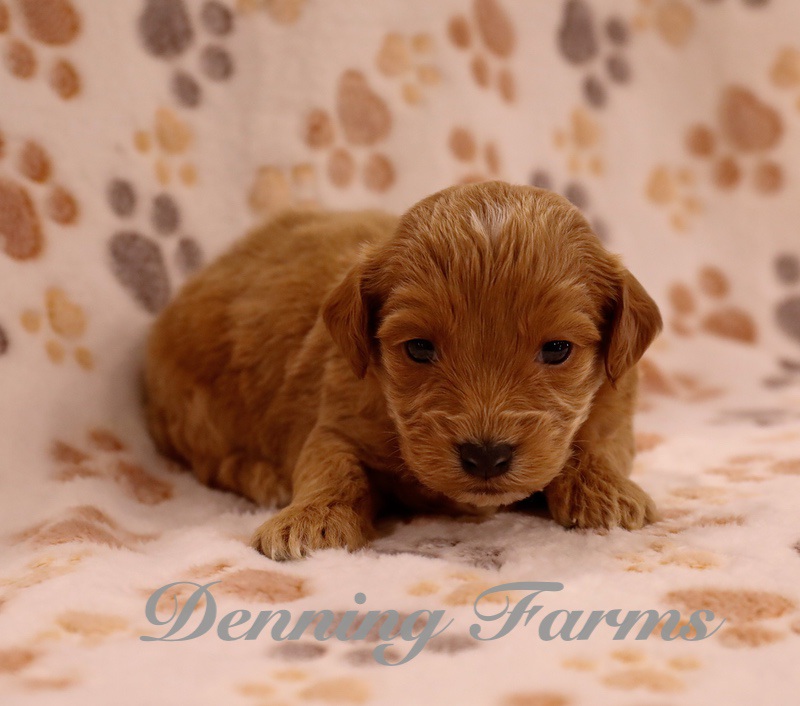 Cockapoo Puppies for Sale | Denning Farms Cockapoo Breeder | Houghton IA