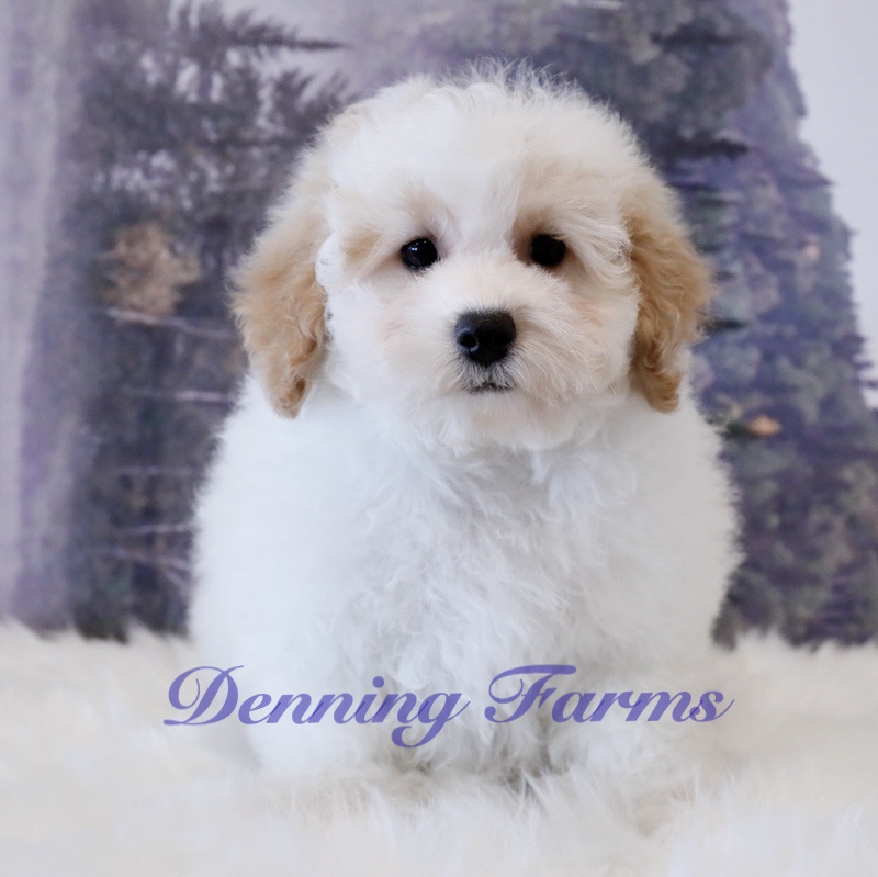 Cockapoo Puppies for Sale | Denning Farms Cockapoo Breeder | Houghton IA