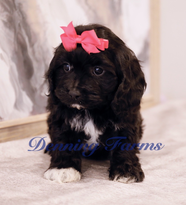 Cockapoo Puppies for Sale | Denning Farms Cockapoo Breeder | Houghton IA