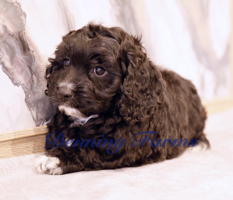 Cockapoo Puppies for Sale | Denning Farms Cockapoo Breeder | Houghton IA