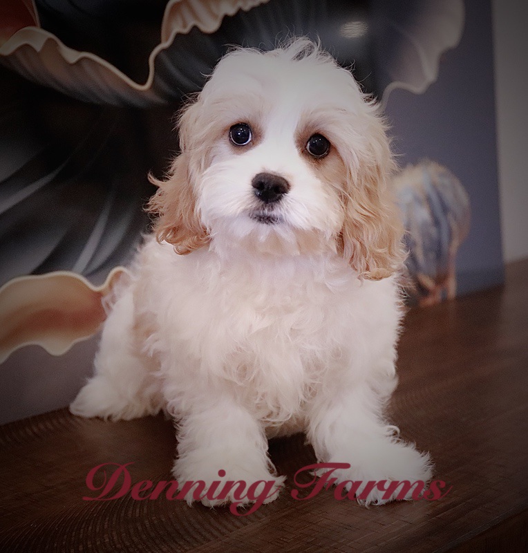 Cavalier Puppies for Sale | Denning Farms Cavalier Breeders | Houghton IA