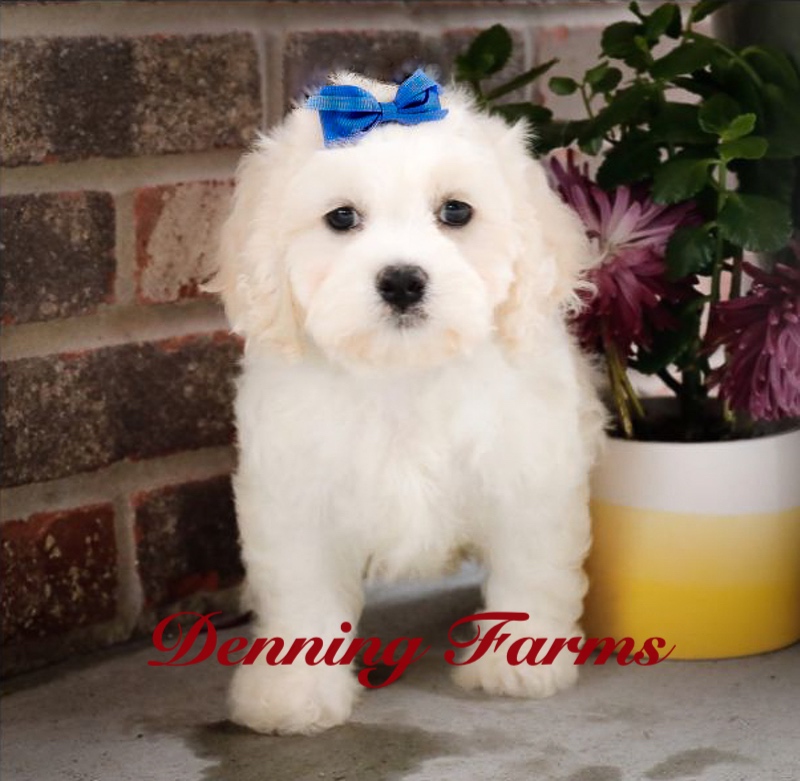 Cockapoo Puppies for Sale | Denning Farms Cockapoo Breeder | Houghton IA