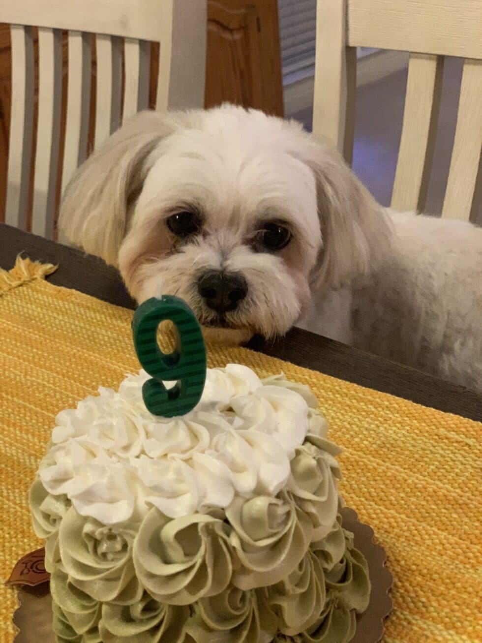 Puppies for Sale | Denning Farms Dog Breeder | Puppy Litters